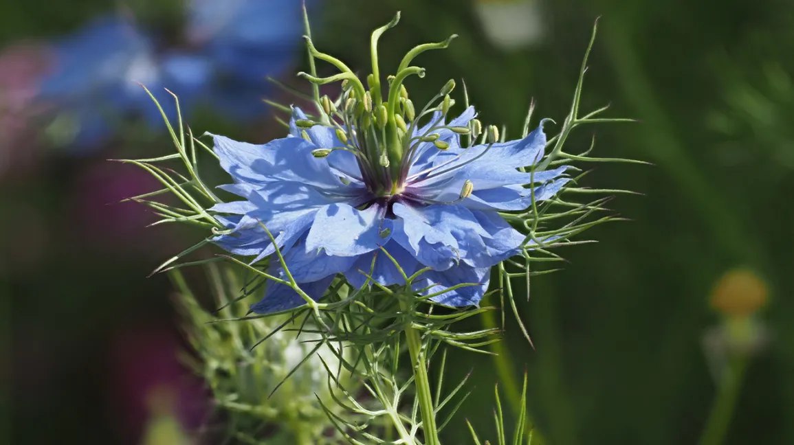 Dried Black Seeds (Nigella) | Black Seeds